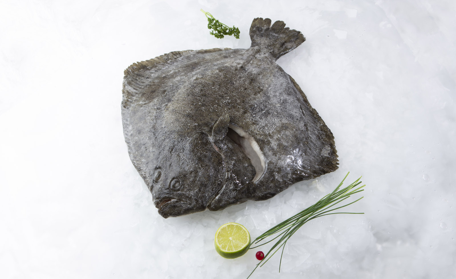 Whole gutted turbot | King Turbot